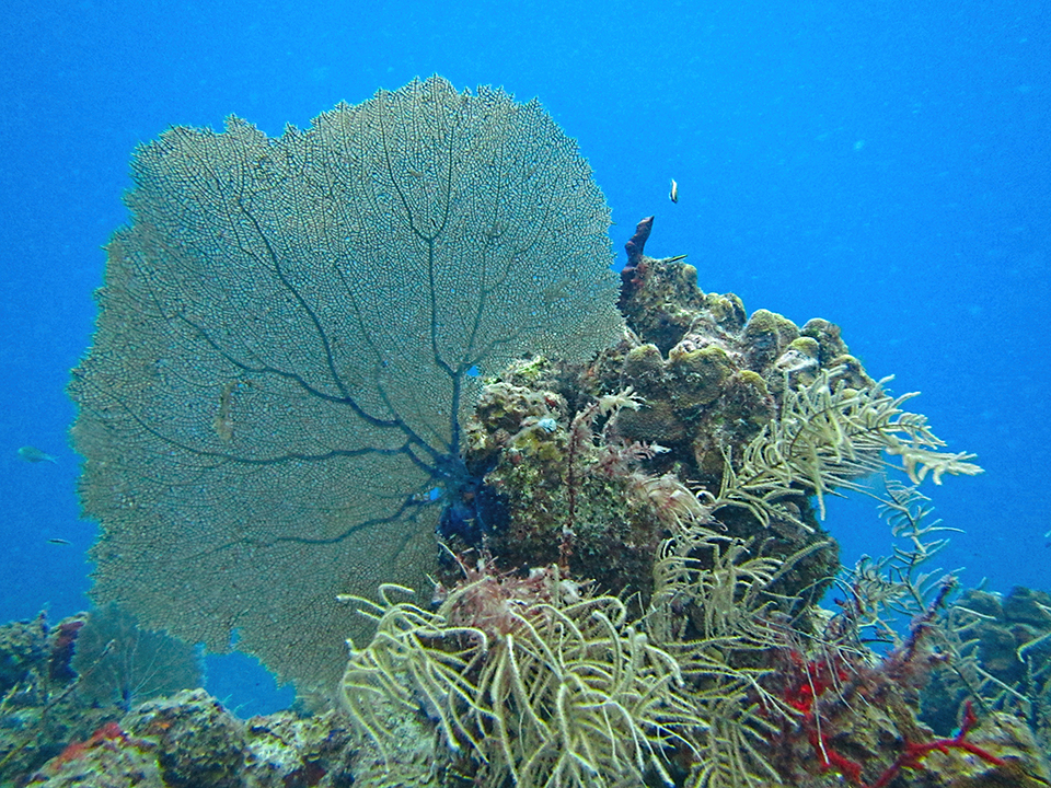 St. Croix: A Scuba Diver's Delight