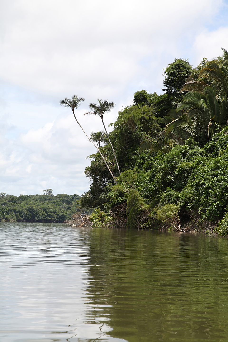 Roosevelt River Expedition