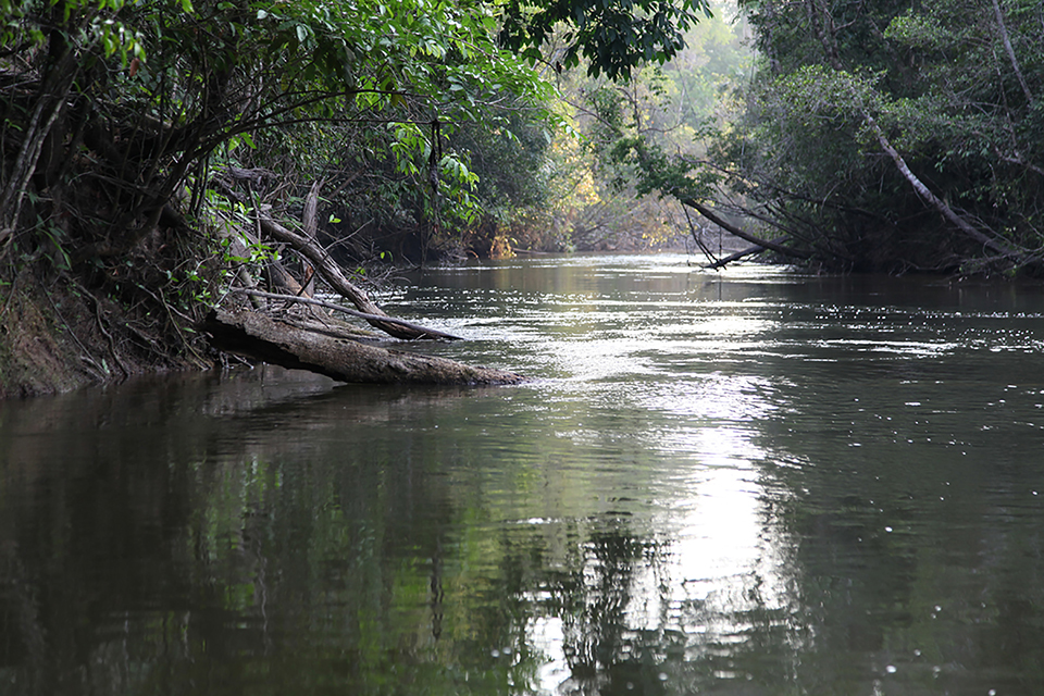 Roosevelt River Expedition