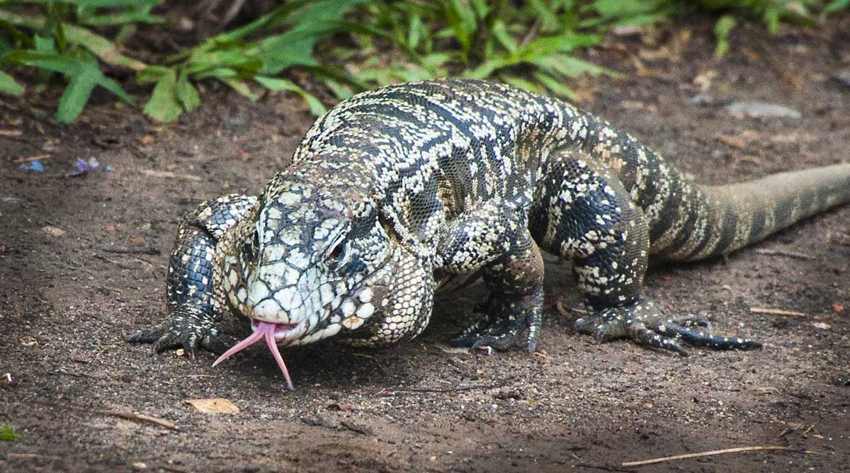 A giant lizard at Iguazu - TravelWorld International Magazine