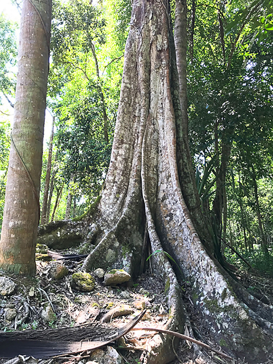 Belize: The Ancient Mayan Ruins of Caracol - TravelWorld International ...