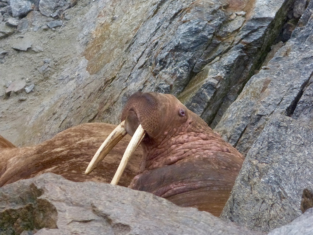 Whales, Walruses, and Polar Bears in the Russian Far East - TravelWorld ...