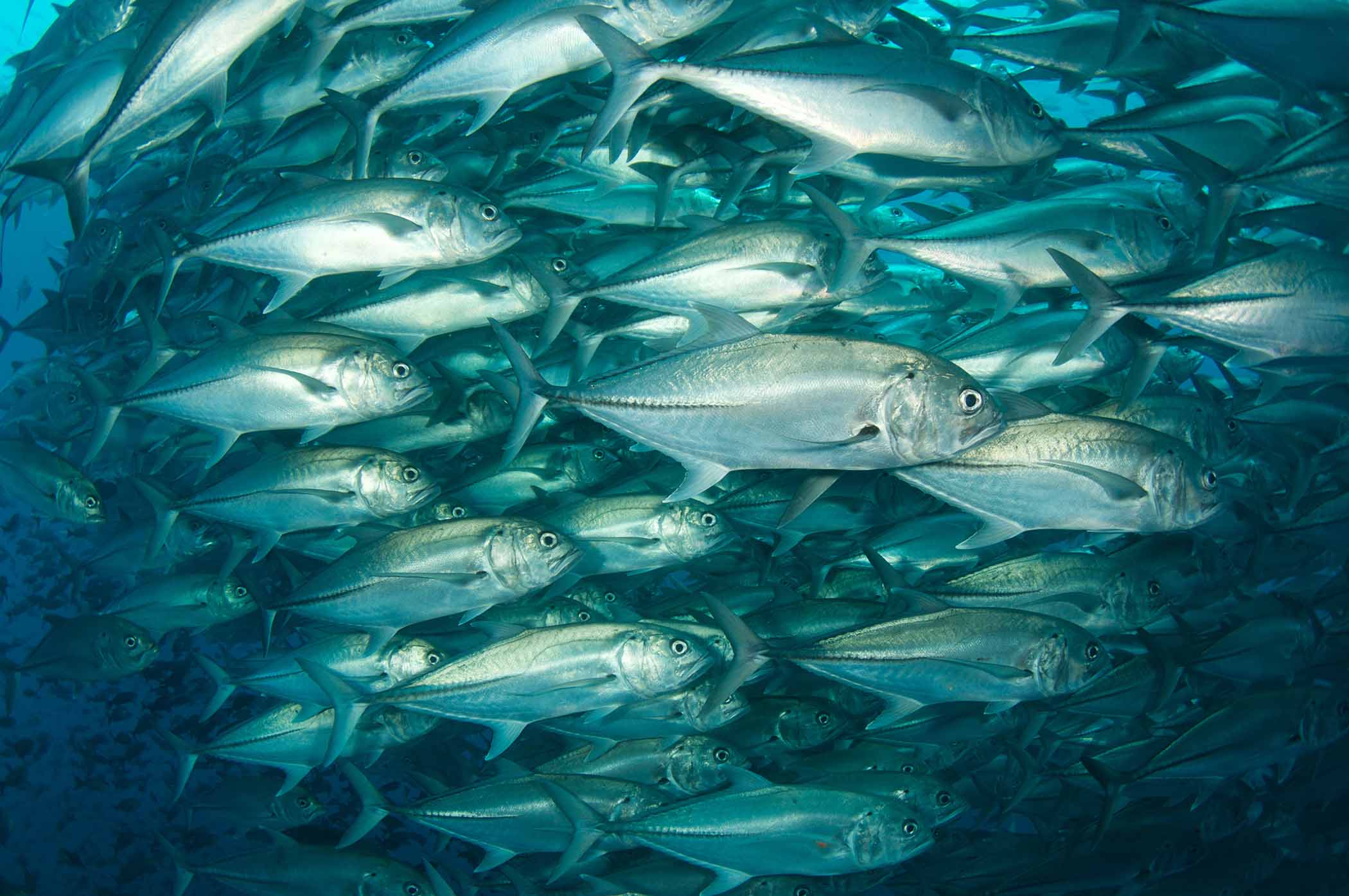 Amazing Galapagos-Schooling Big Eye Jacks, Darwin - TravelWorld ...
