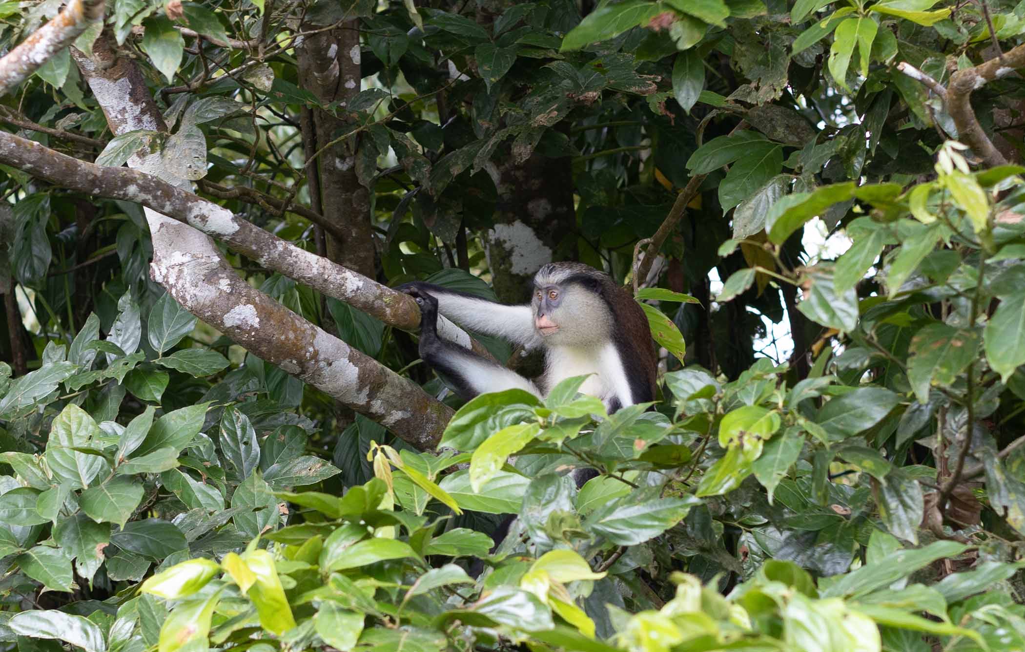 Mona Monkey - TravelWorld International Magazine