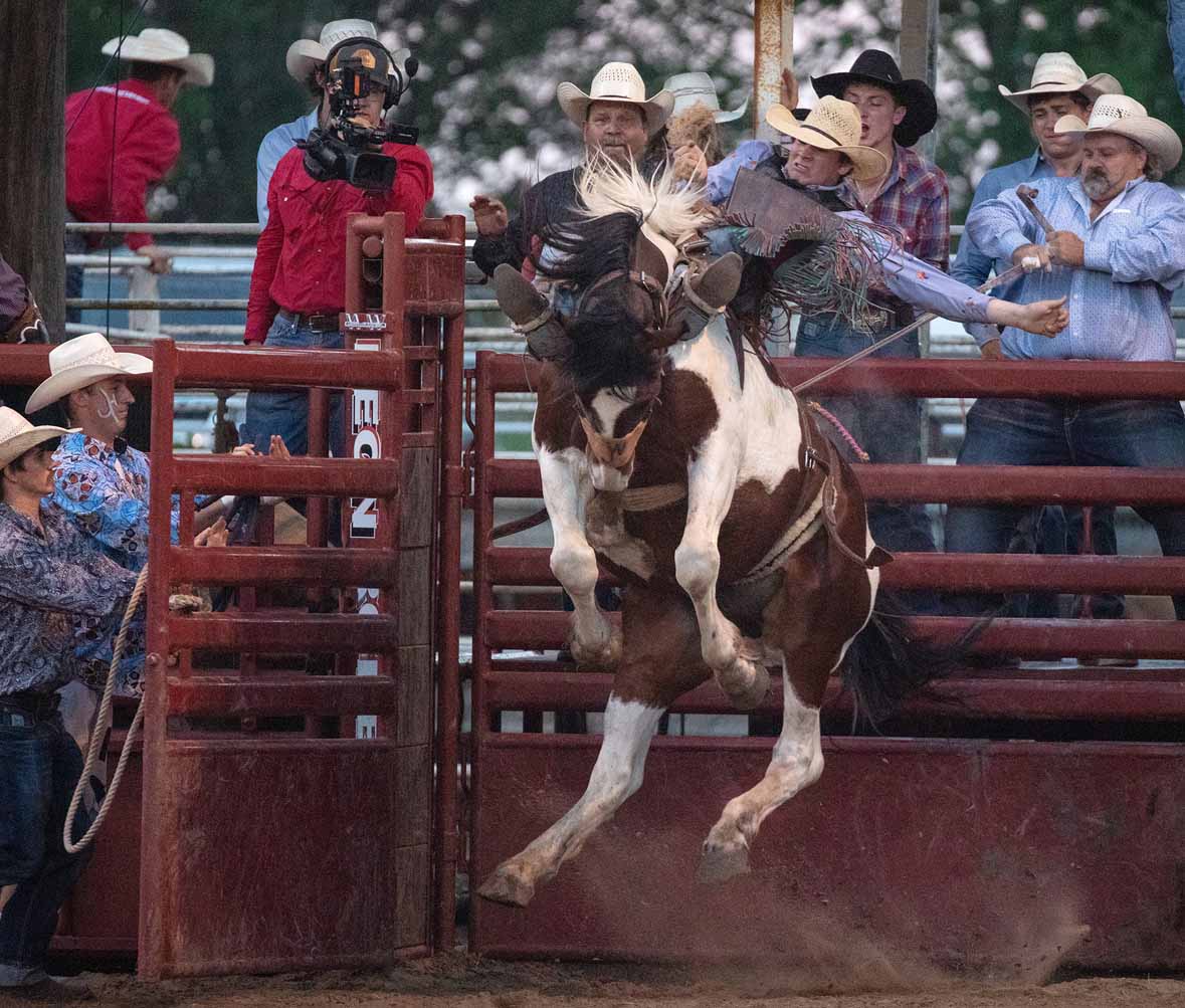 Bronc busting in the chute - TravelWorld International Magazine