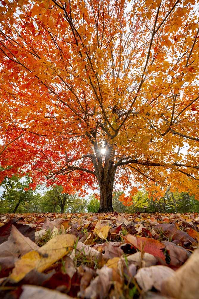 Buffalo River - red & orange fall tree - TravelWorld International Magazine