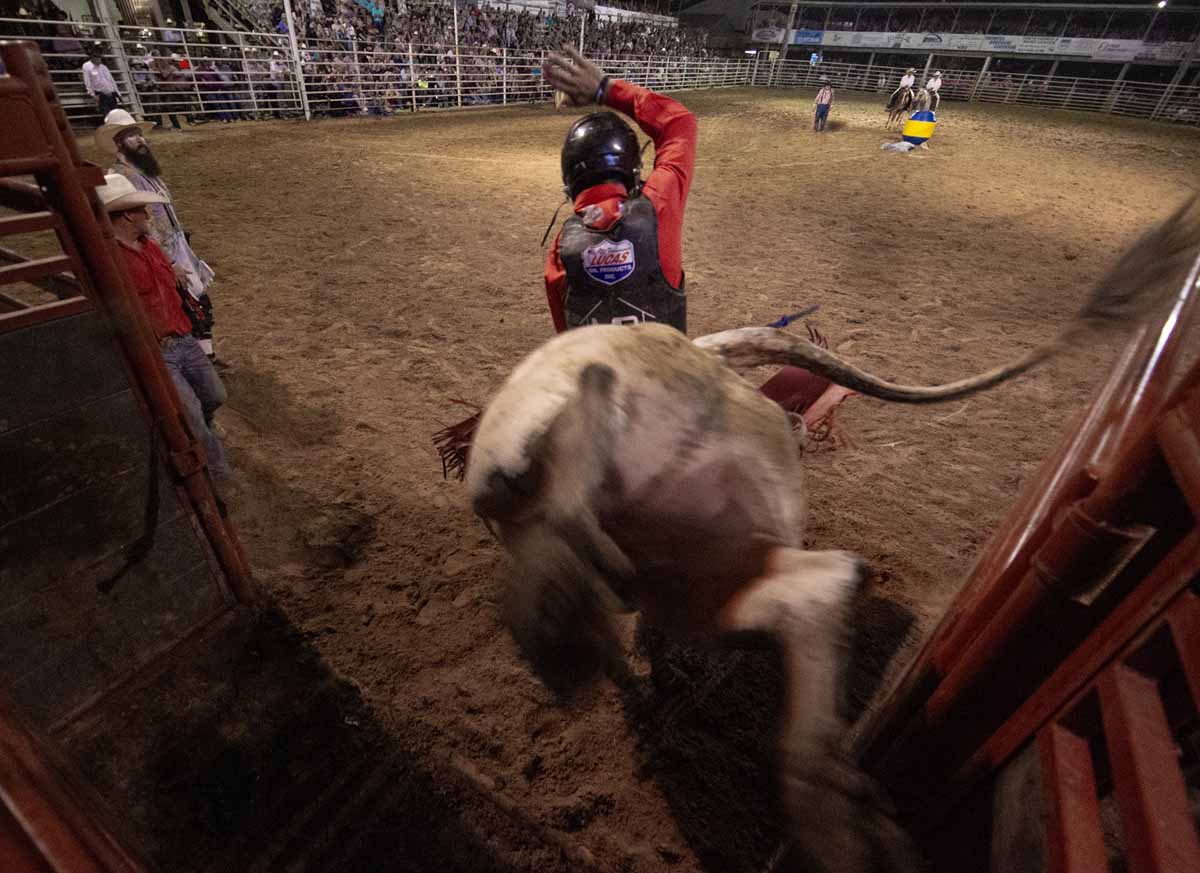 Bull riding from the chute - TravelWorld International Magazine